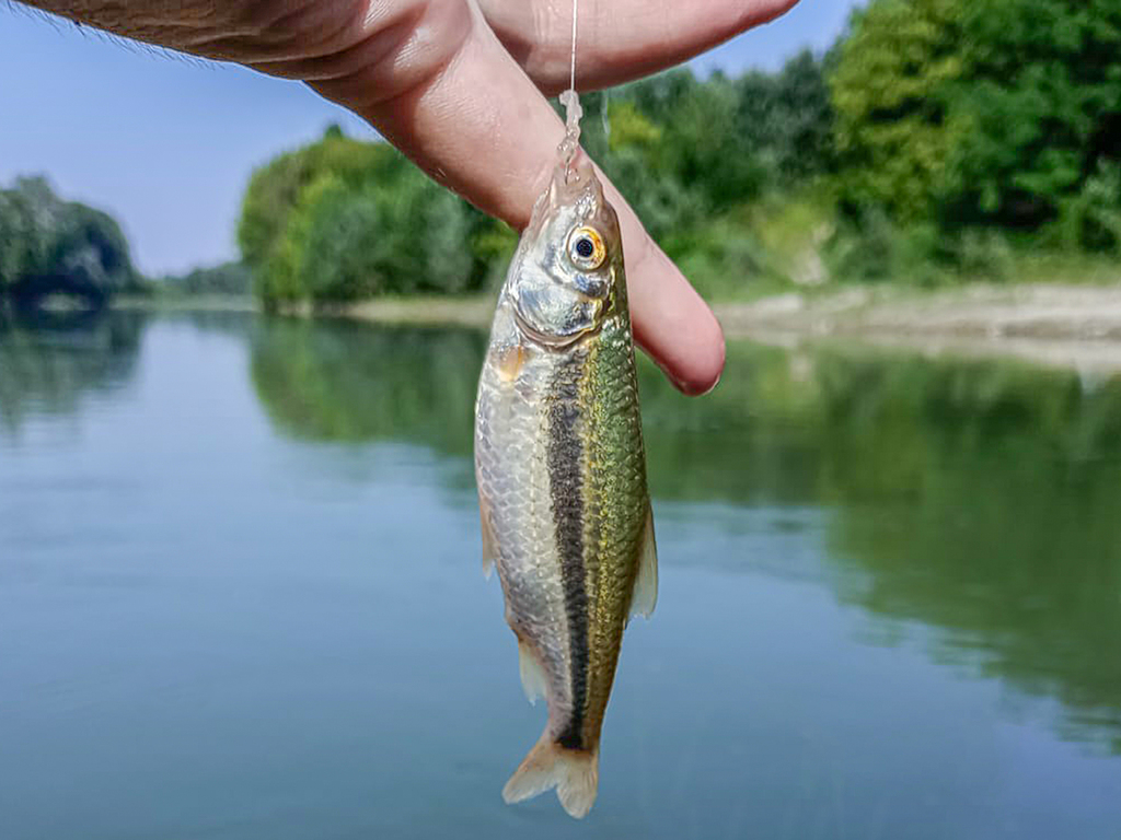 North Italian Roach from Provincia di Cuneo, Italia on July 15, 2023 by ...