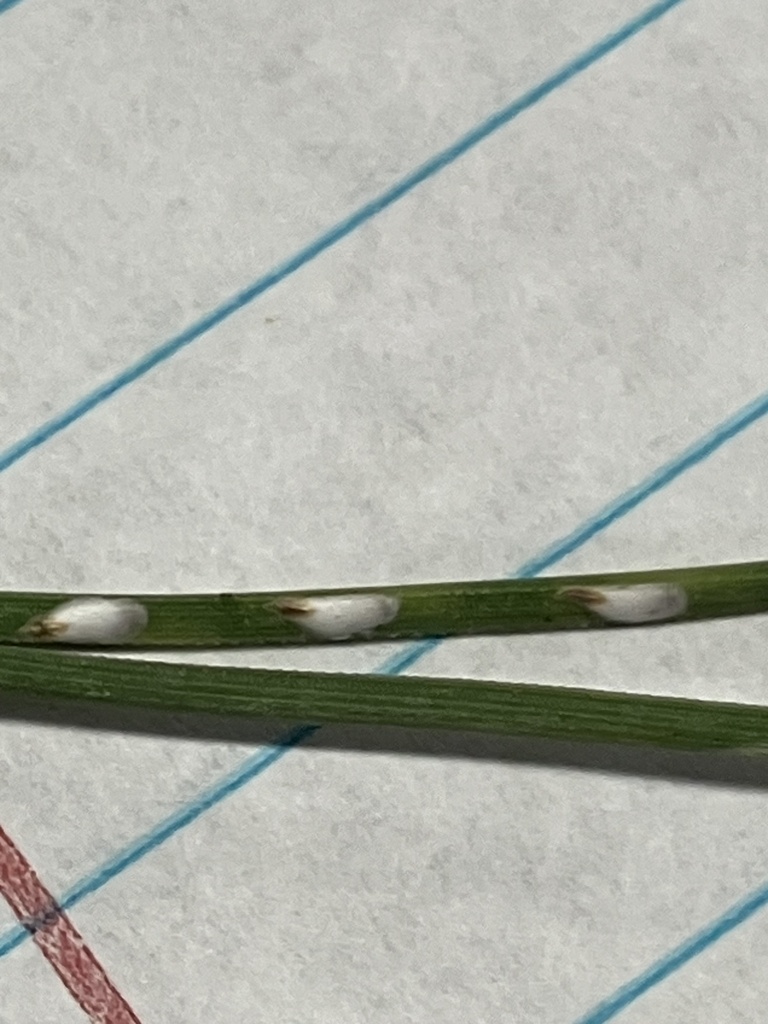 pine needle scale from Loring Park, Minneapolis, MN, US on January 11 ...