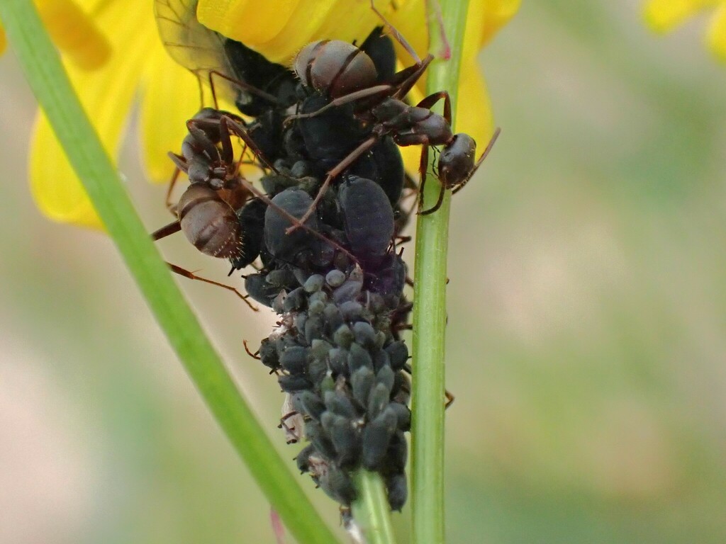 Japanese Wood Ant from Kamigyo Ward, Kyoto, Japan on April 24, 2023 at ...