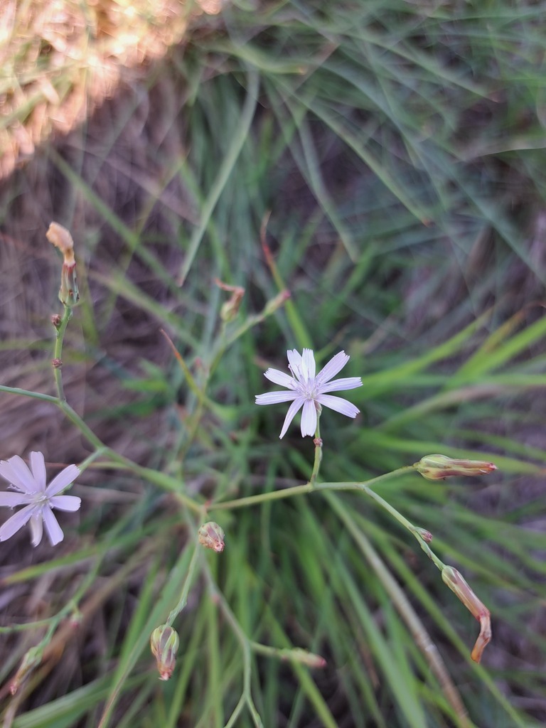 African Lettuce from Nkangala District Municipality, South Africa on ...