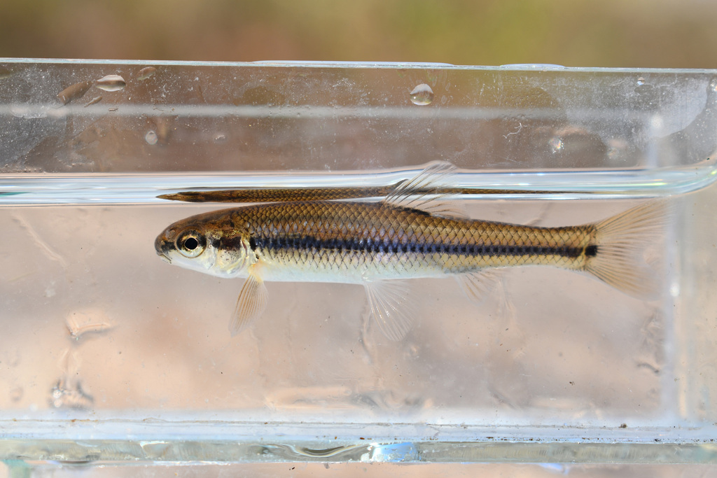 Bluntnose Minnow (Pimephales notatus) - Marine Life Identification