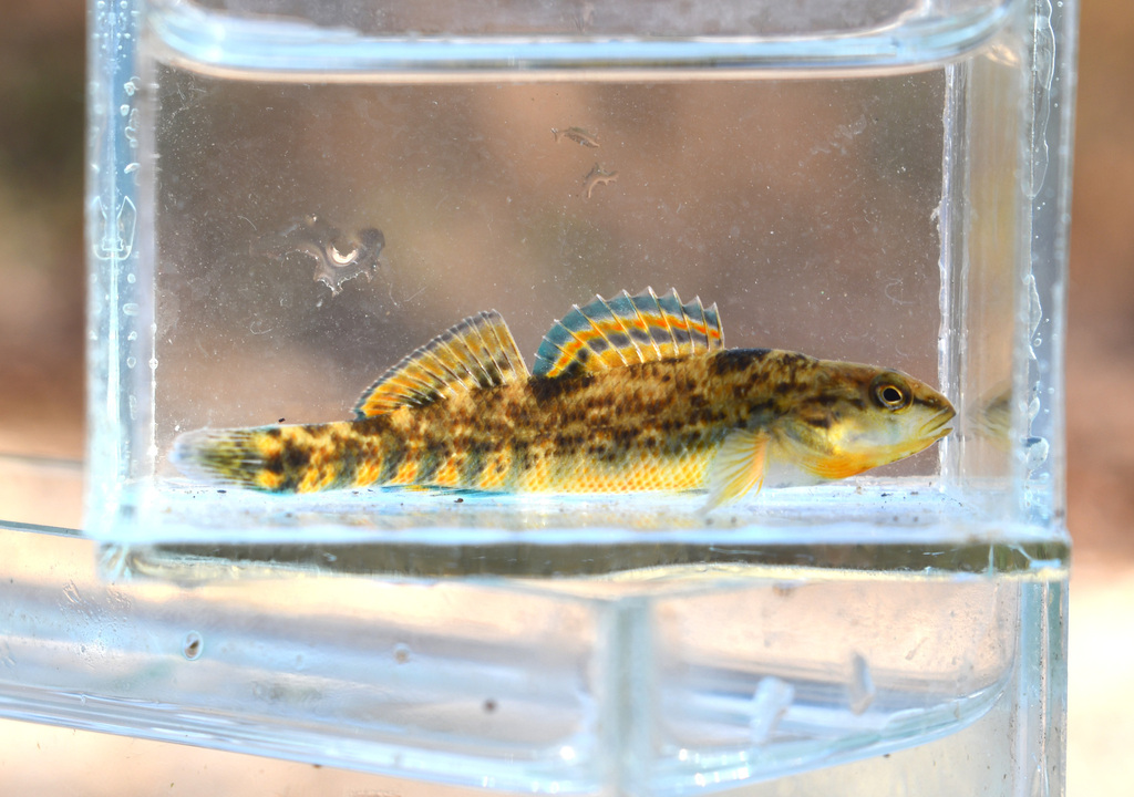 Rainbow Darter from Union County, IL, USA on November 27, 2023 at 10:18 ...