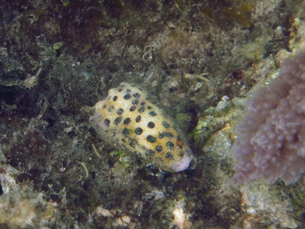 Flea-bitten Cone from Māhina, French Polynesia on July 9, 2023 at 09:52 ...