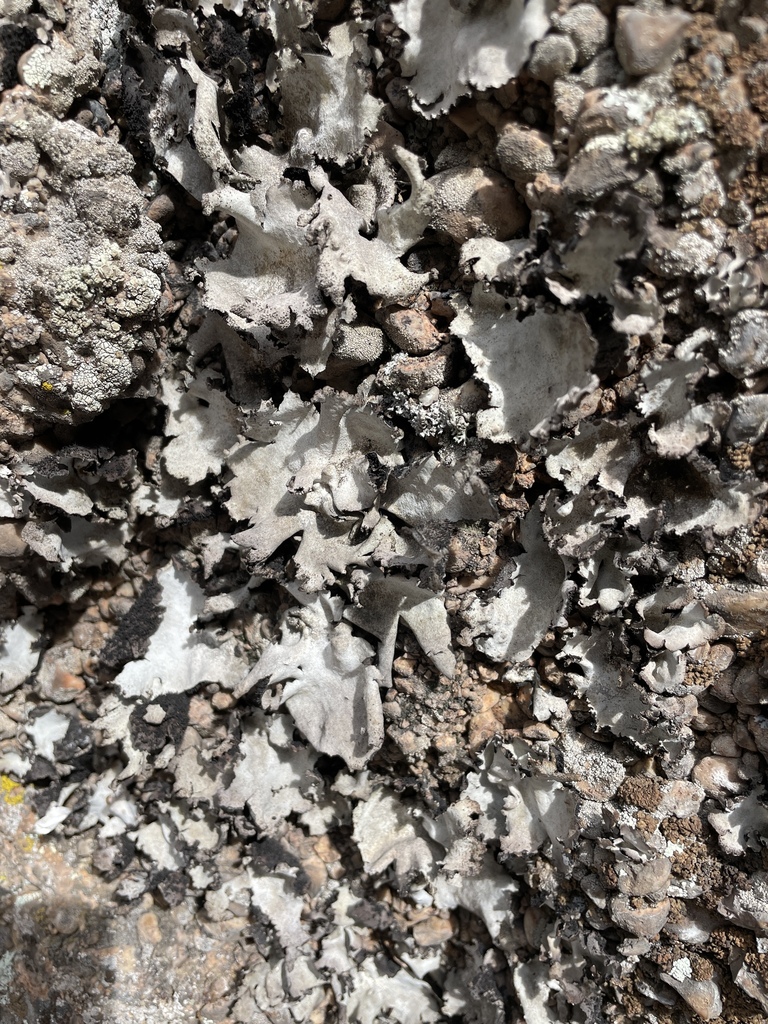 Frosted Rock Tripe from Eldorado Springs, CO, USA on January 9, 2024 at ...