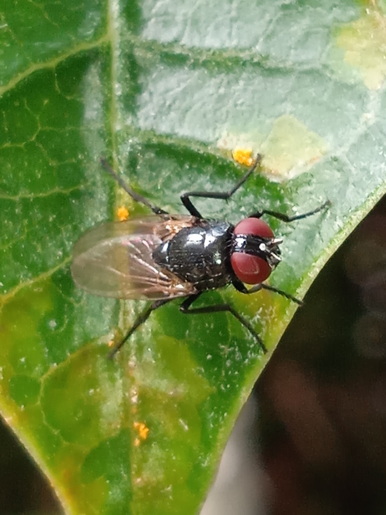 Black Dump Flies from San Cristóbal, Táchira, VE on January 10, 2024 at ...