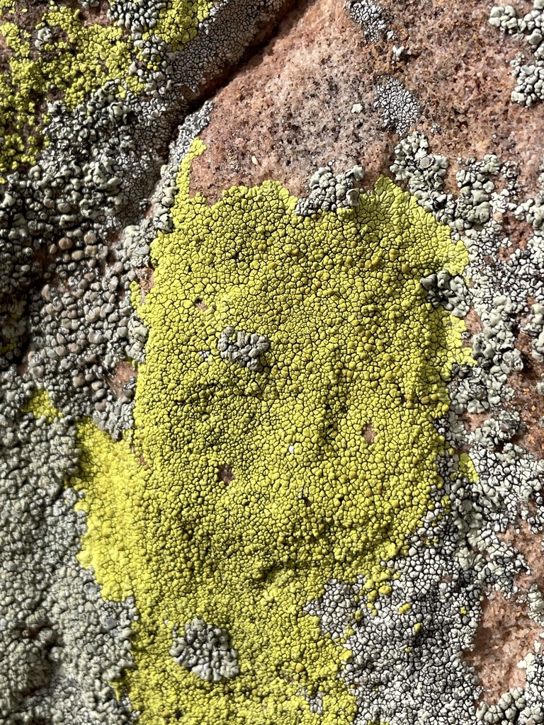 gold cobblestone lichen from Eldorado Springs, CO, USA on January 9 ...