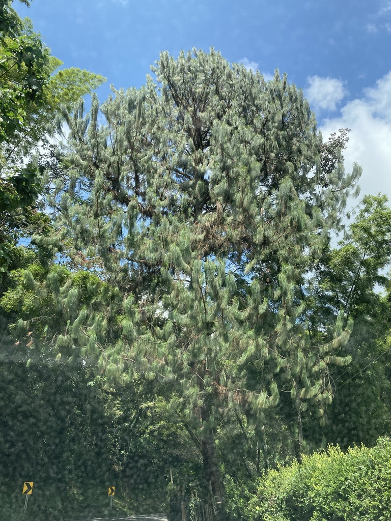 Pinos, ocotes y piñones desde 29, Manizales, Caldas, CO el 31 de ...