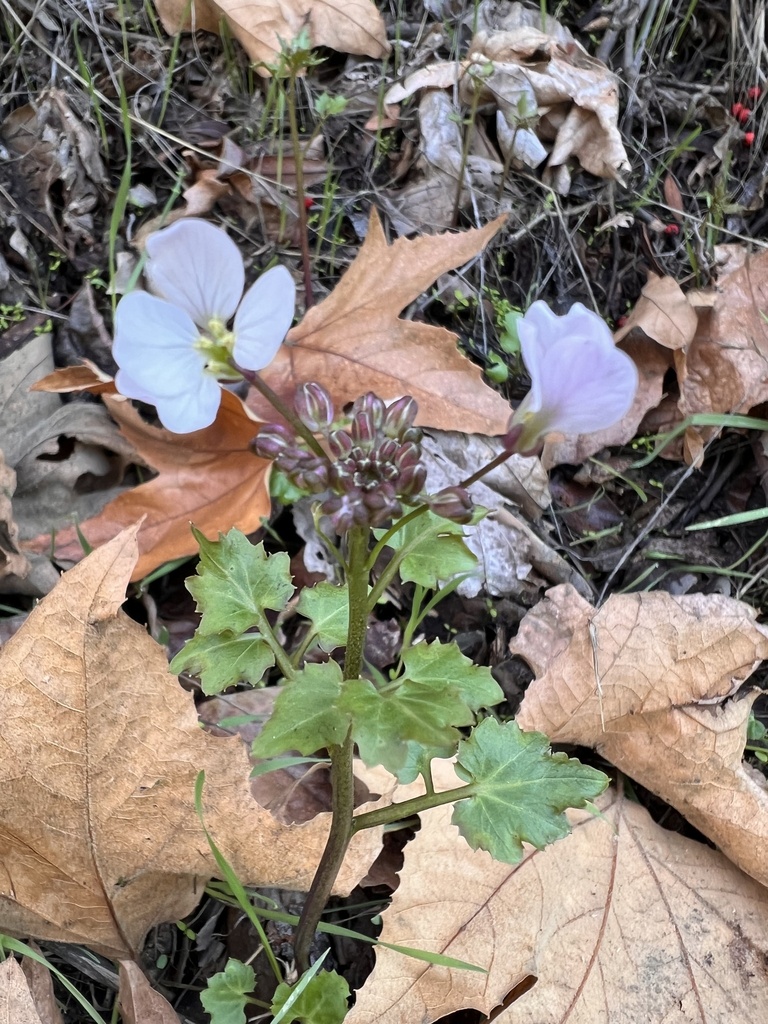 Bittercresses and Toothworts from Cleveland National Forest, Corona, CA ...