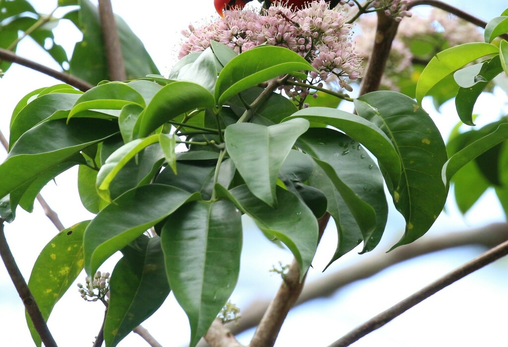 pink-flowered doughwood from Tamborine Mountain QLD 4272, Australia on ...