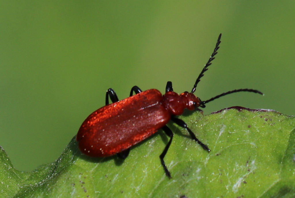 Common Cardinal Beetle from France, Haut Jura on May 21, 2023 at 09:28 ...