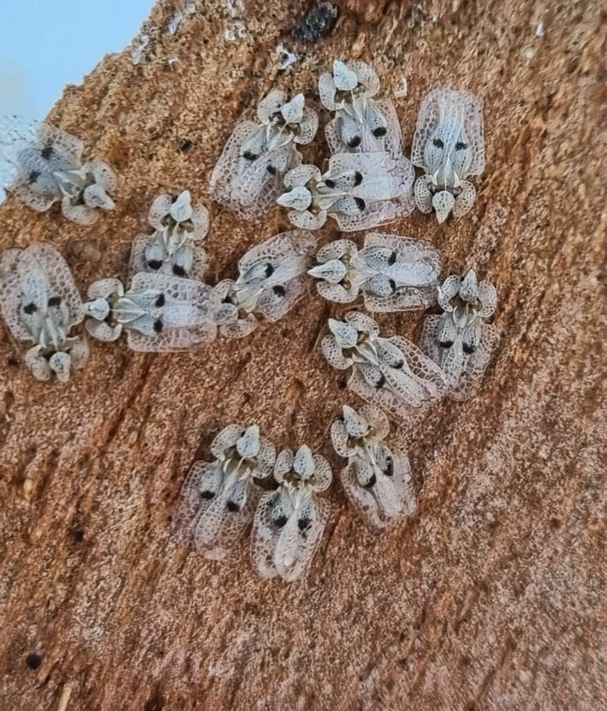 Eastern Sycamore Lace Bug from Kessel, Belgium on January 11, 2024 at ...