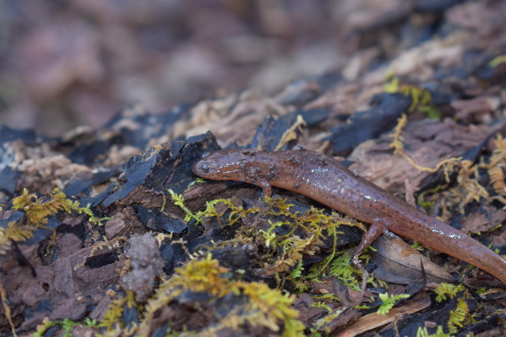 Gulf Coast Mud Salamander in January 2024 by Jared Gorrell · iNaturalist