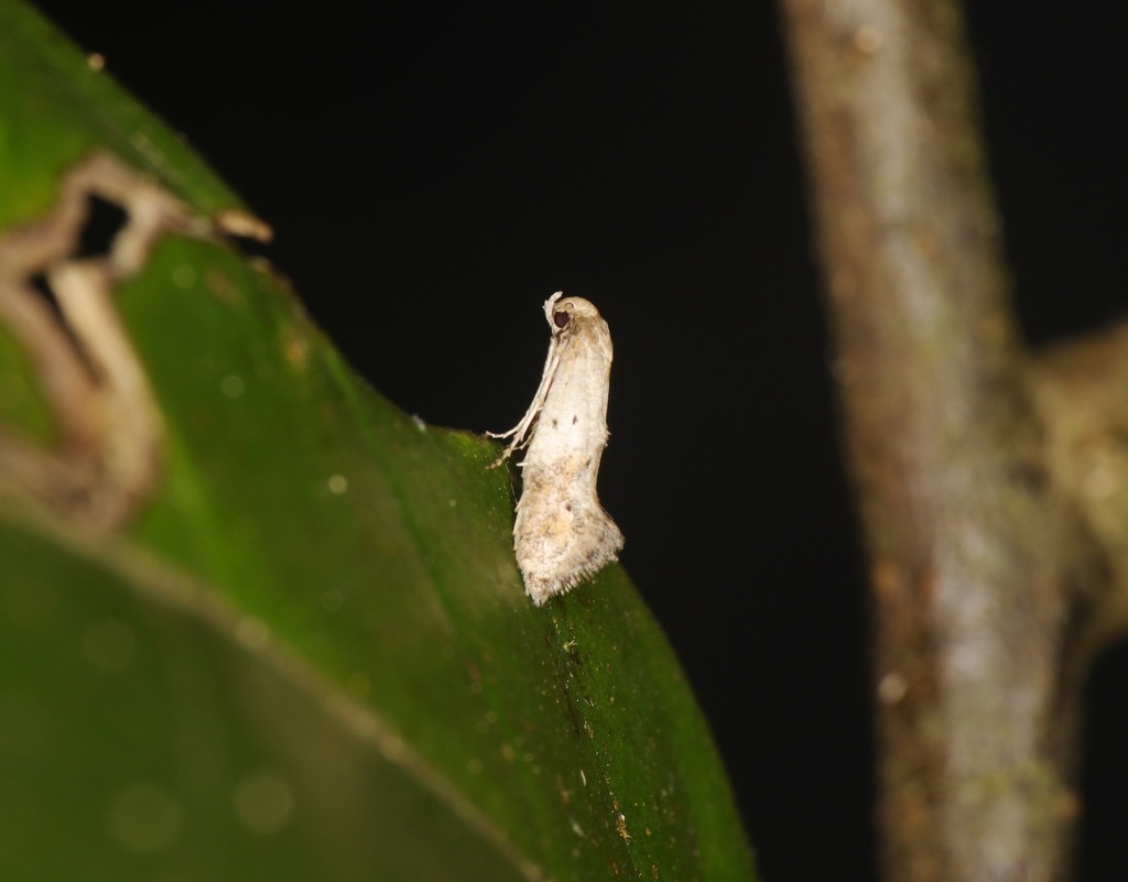 Epermeniidae from Sai Kung, Hong Kong on April 10, 2019 at 09:37 PM by ...
