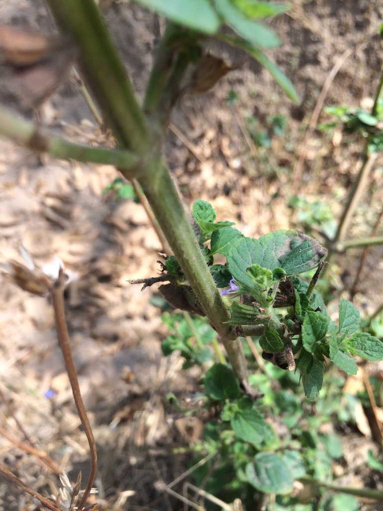 Wide Spikenard from Shivajinagar, Pune, Maharashtra, India on January ...