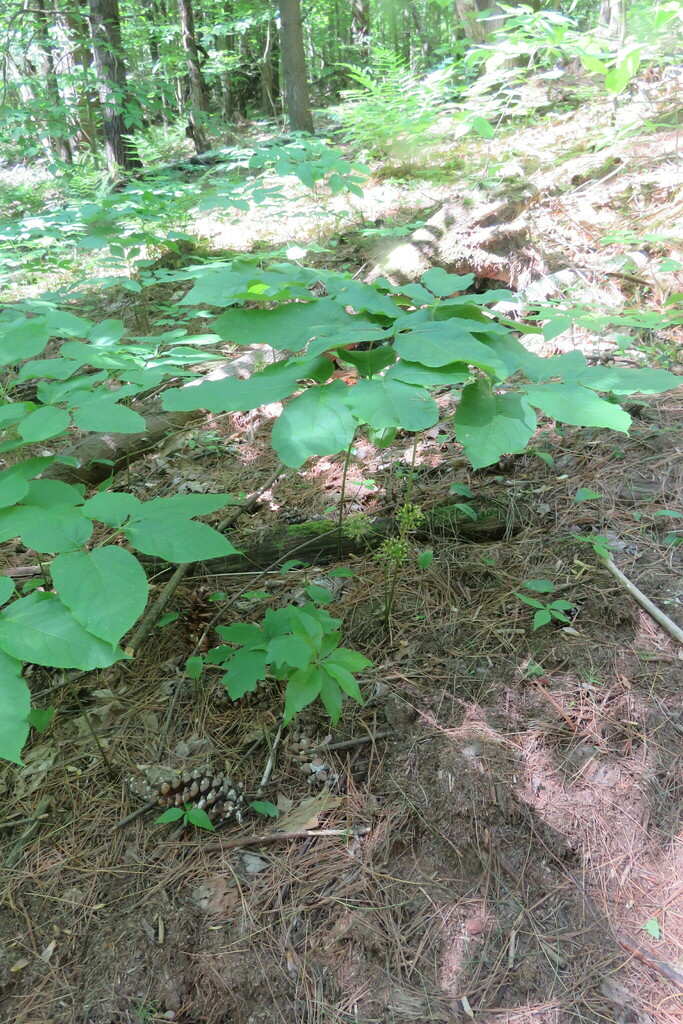 wild sarsaparilla from Lamoille River Walk, 87 Ritchie Ave, Milton, VT ...