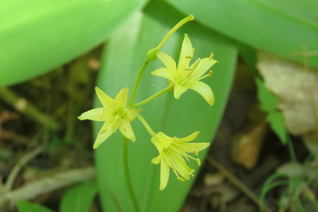 bluebead lily from Lamoille River Walk, 87 Ritchie Ave, Milton, VT ...