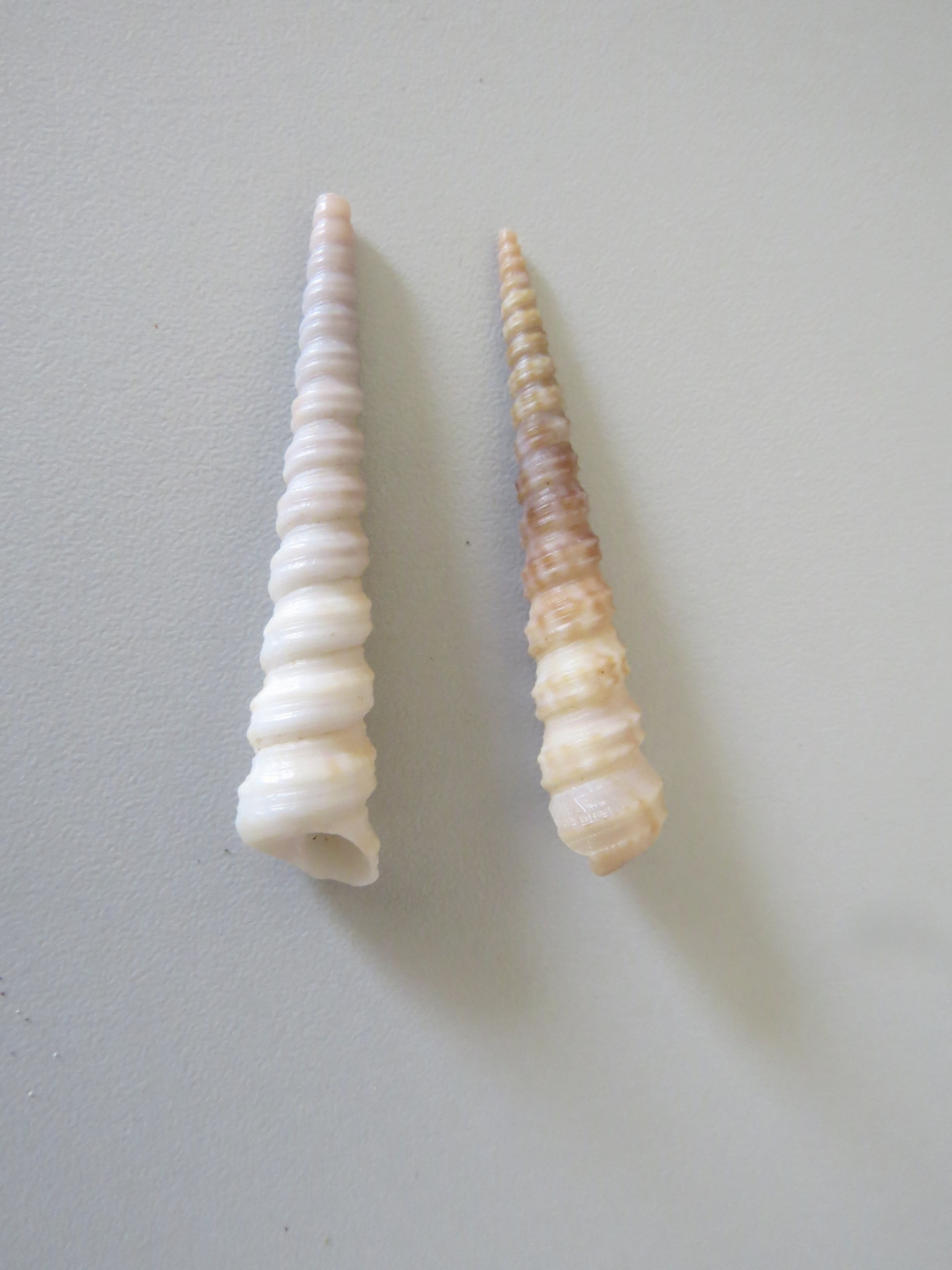 Turritella cochlea Reeve, 1849