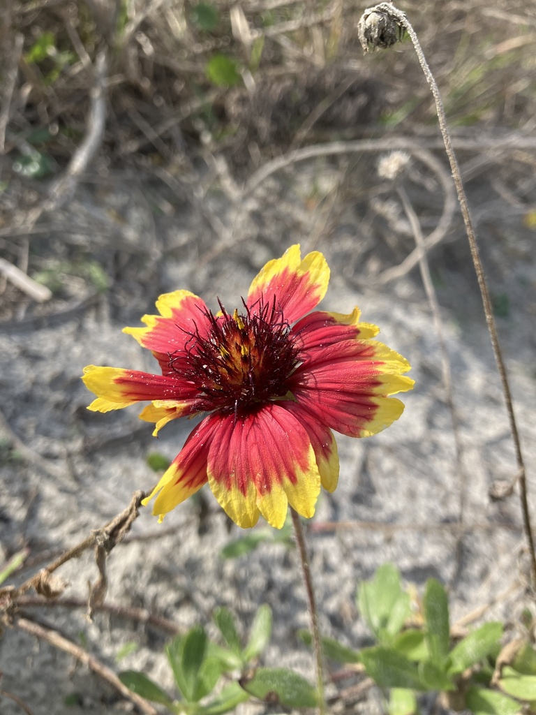 Indian blanket from Dondanville Rd, Saint Augustine, FL, US on January ...