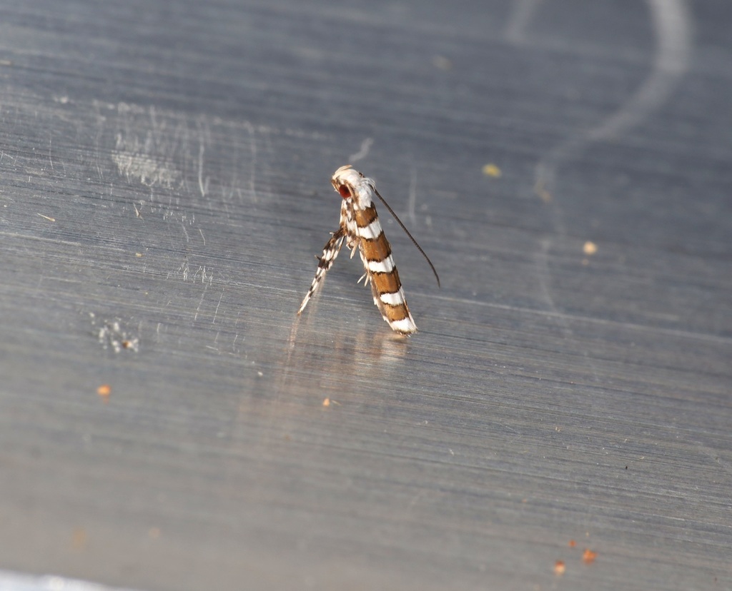 Telamoptilia from Sai Kung, Hong Kong on April 10, 2019 at 09:01 PM by ...