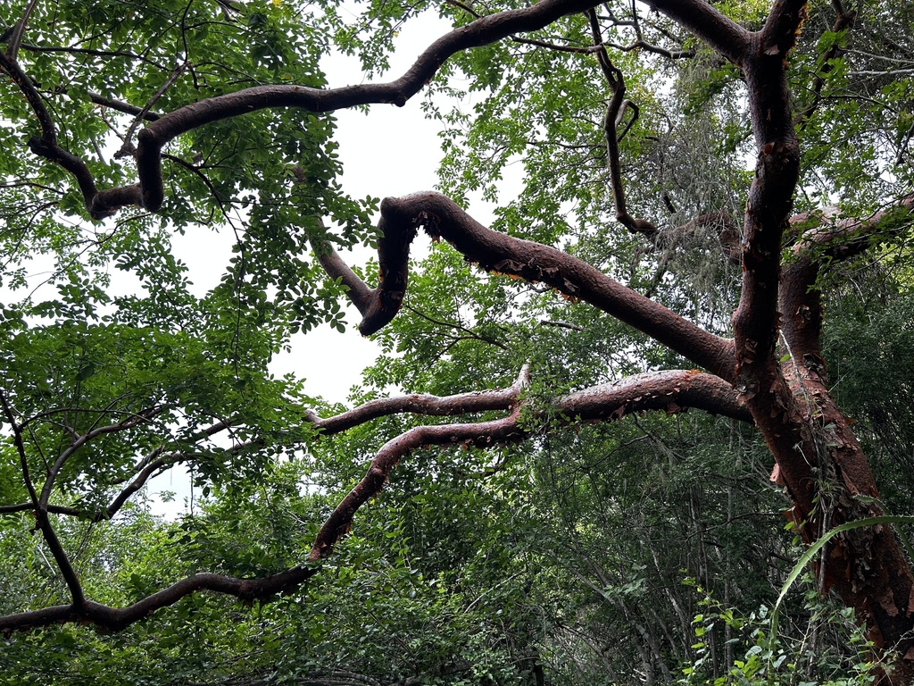 Gumbo Limbo from Parc national de Christoffel, CW on January 11, 2024 ...