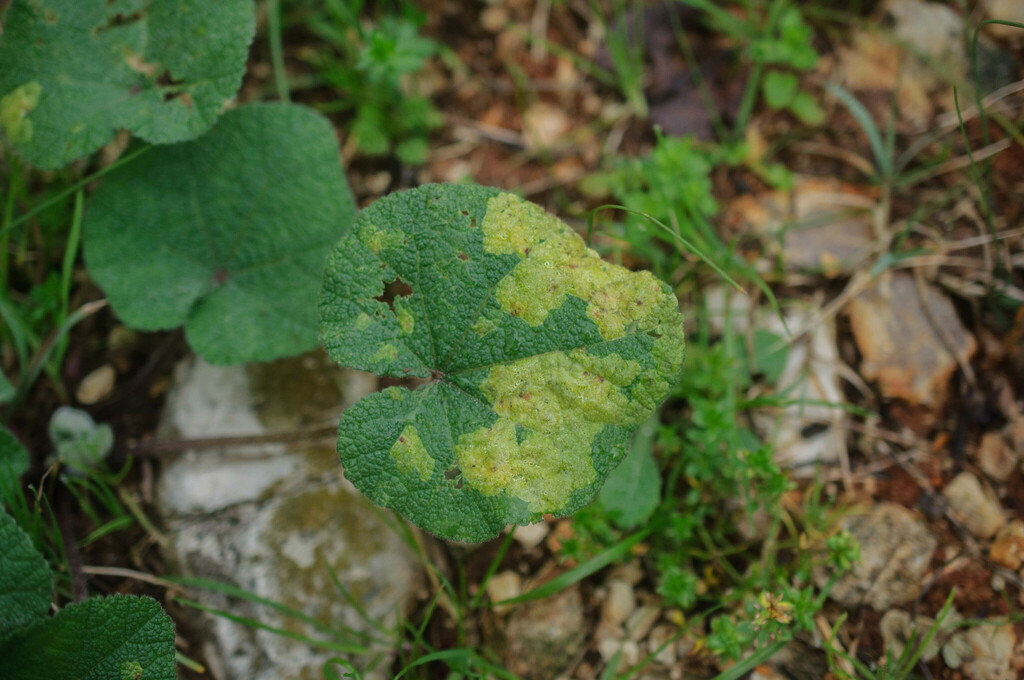 Winged and Once-winged Insects from Kariotiko 491 00, Greece on January ...