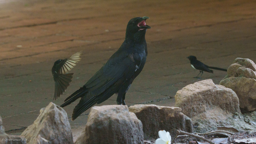 Torresian Crow from Jabiru NT 0886, Australia on January 4, 2024 at 02: ...