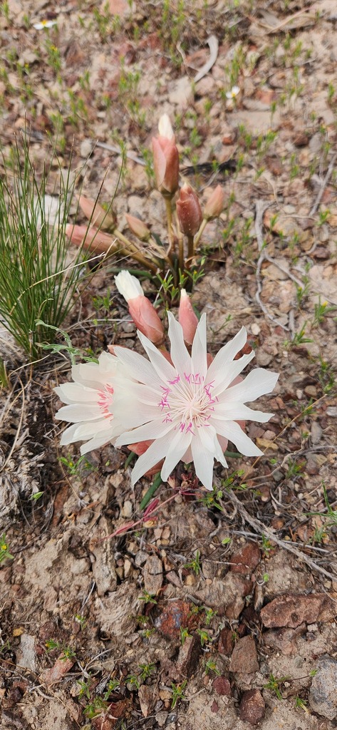 Bitterroot from Malheur County, OR, USA on May 31, 2023 at 10:51 AM by ...