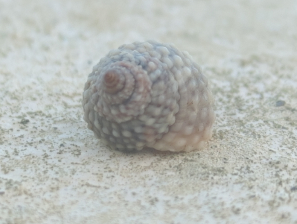 Beaded Periwinkle from FMJ2+QQG, Sabana, Vega Alta 00692, Puerto Rico ...