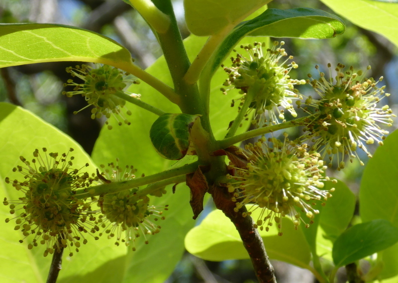 White Tupelo (Nyssa ogeche) - Botanical Realm