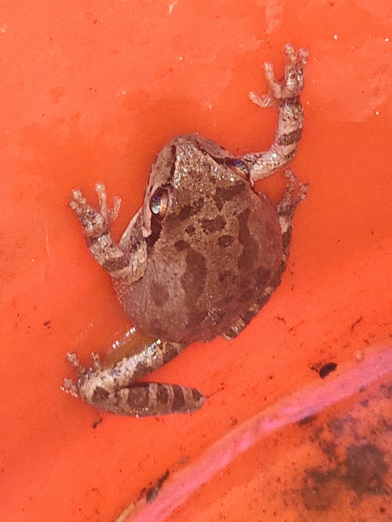 Baja California Tree Frog from Imperial Beach, CA, USA on January 11 ...