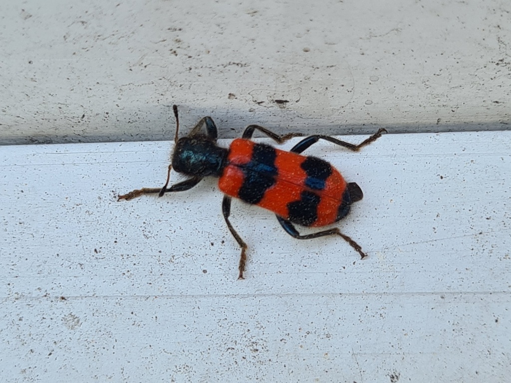 Bee-eating Beetle from Senftenberg, Deutschland on June 12, 2023 at 12: ...