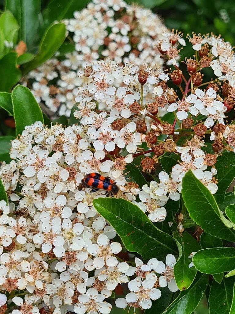 Bee-eating Beetle from Senftenberg, Deutschland on June 7, 2023 at 10: ...
