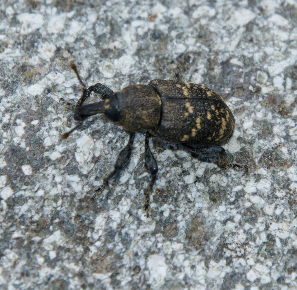 Large Pine Weevil from Autonomous Province of Trento, Italy on July 28 ...