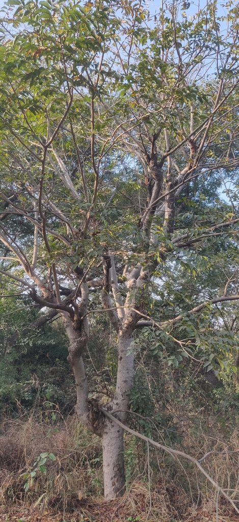 Indian Ash from Kasu Brahmananda Reddy National Park, Jubilee Hills ...