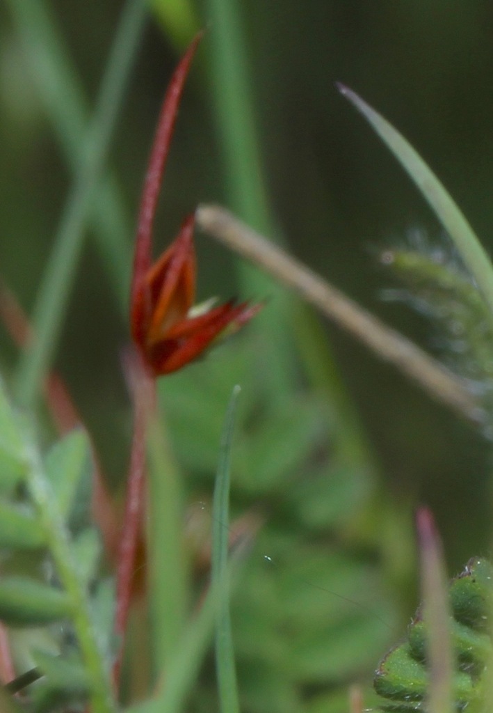 dwarf rush from 77760 Achères-la-Forêt, France on May 14, 2016 at 12:09 ...