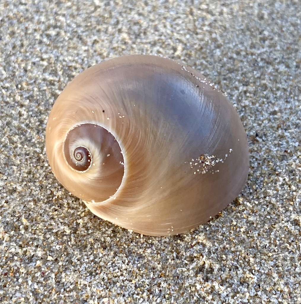 Bladder Moon Snail from Corindi Beach, NSW, AU on January 12, 2024 at ...