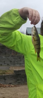 Yellow Perch from Cohasset, MN, US on October 21, 2017 at 12:38 PM by ...