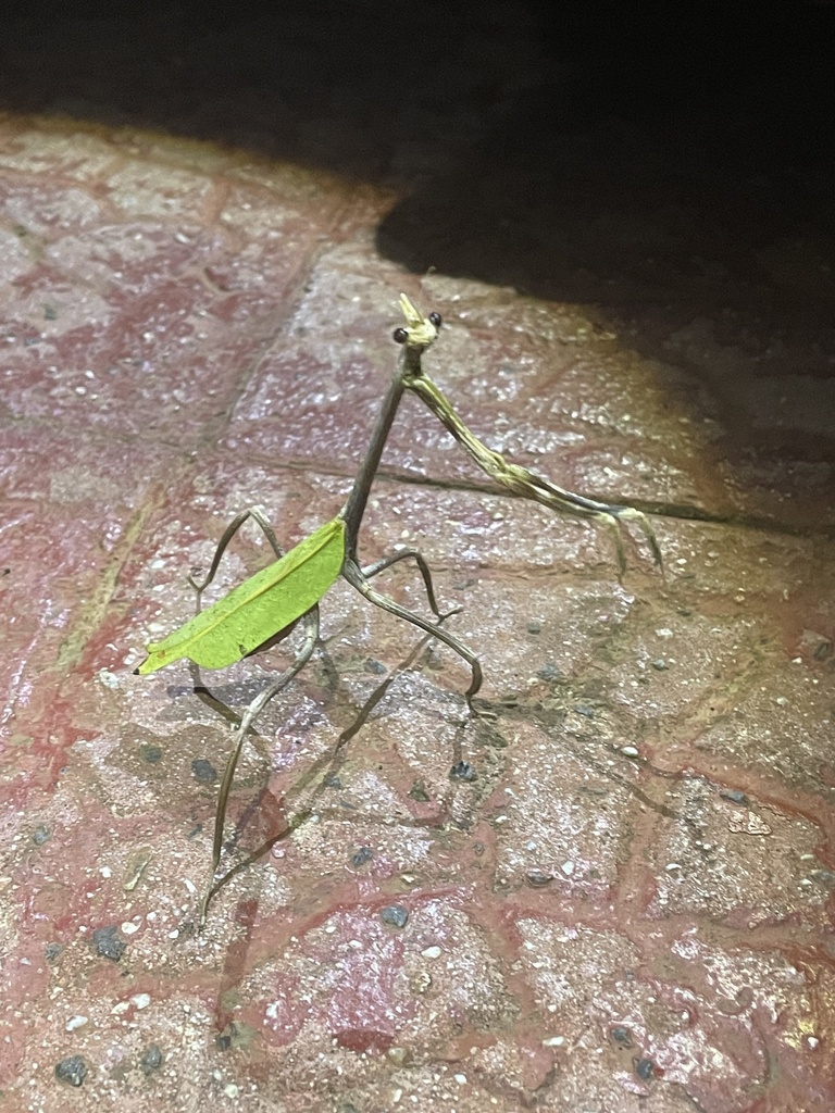 Pseudovates from Sendero Universal, Sarapiqui, Heredia, CR on April 25 ...