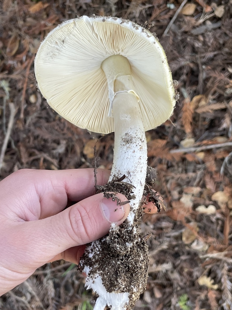 Deathcap from Country Club Gate, Pacific Grove, CA, US on January 11 ...