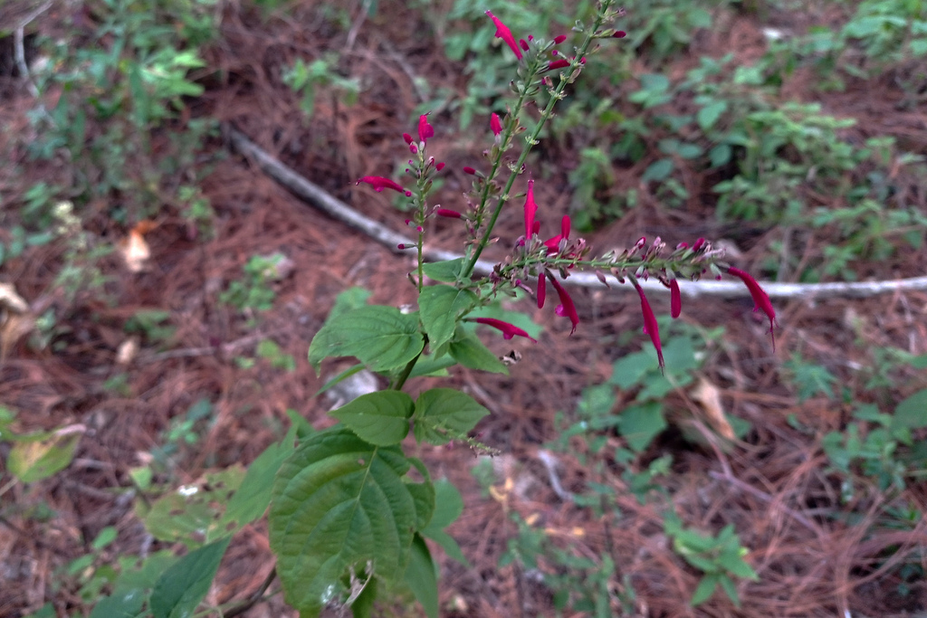 Mexican fuchsia sage from San Ignacio, Sin., México on March 8, 2023 at ...