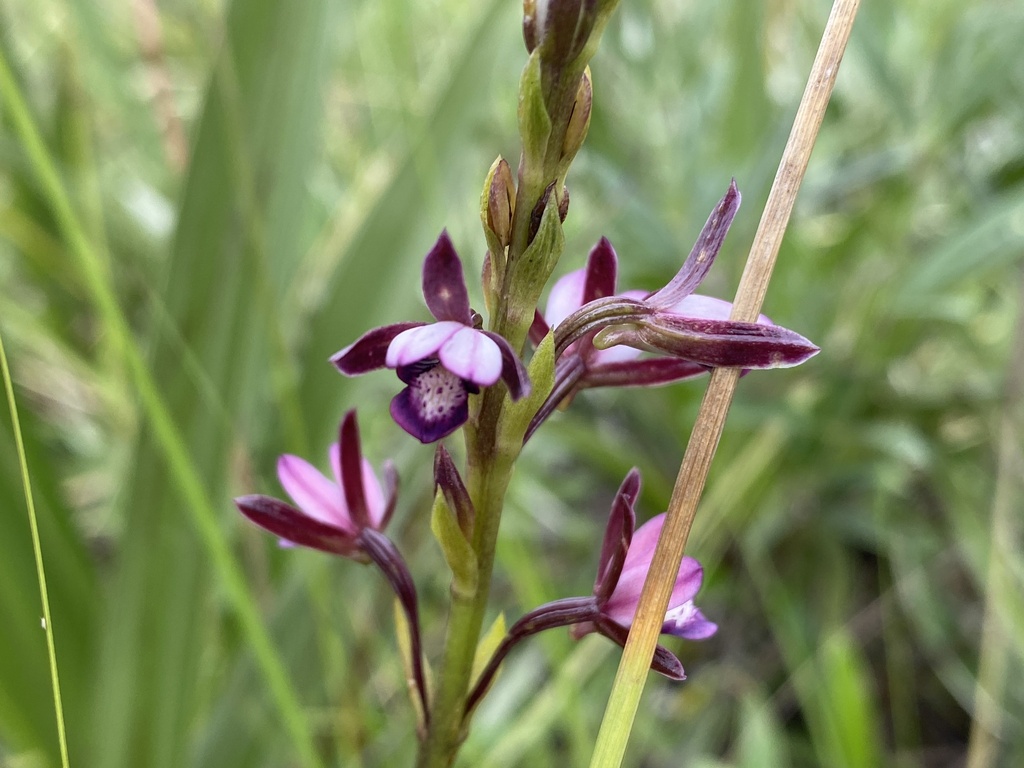Drooping-Yawning Harlequin from The Johannesburg Botanical Garden ...