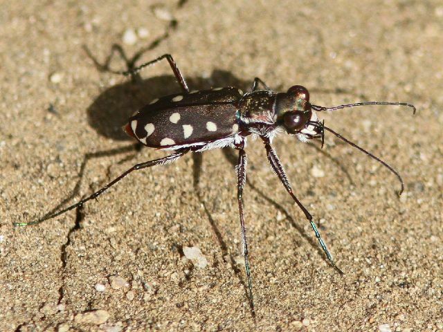 Western Red-bellied Tiger Beetle from 3 Canyon Rd, Patagonia, AZ 85624 ...