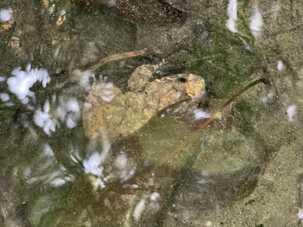 Fragile wart frog in January 2024 by Larry Chen · iNaturalist