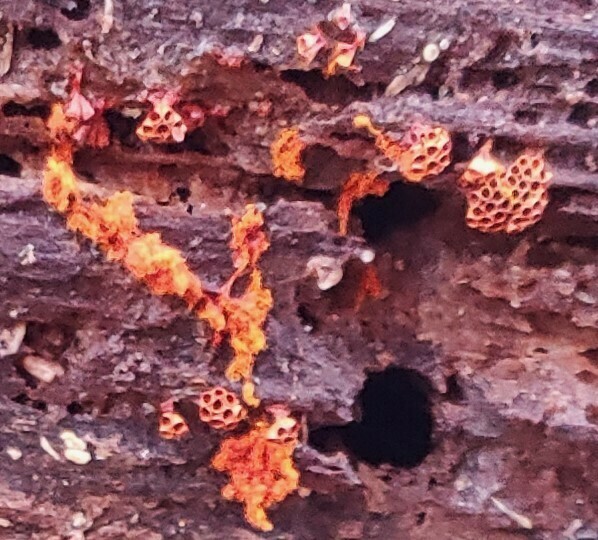 Wasp's Nest Slime Mold in January 2024 by pilgrim123 · iNaturalist