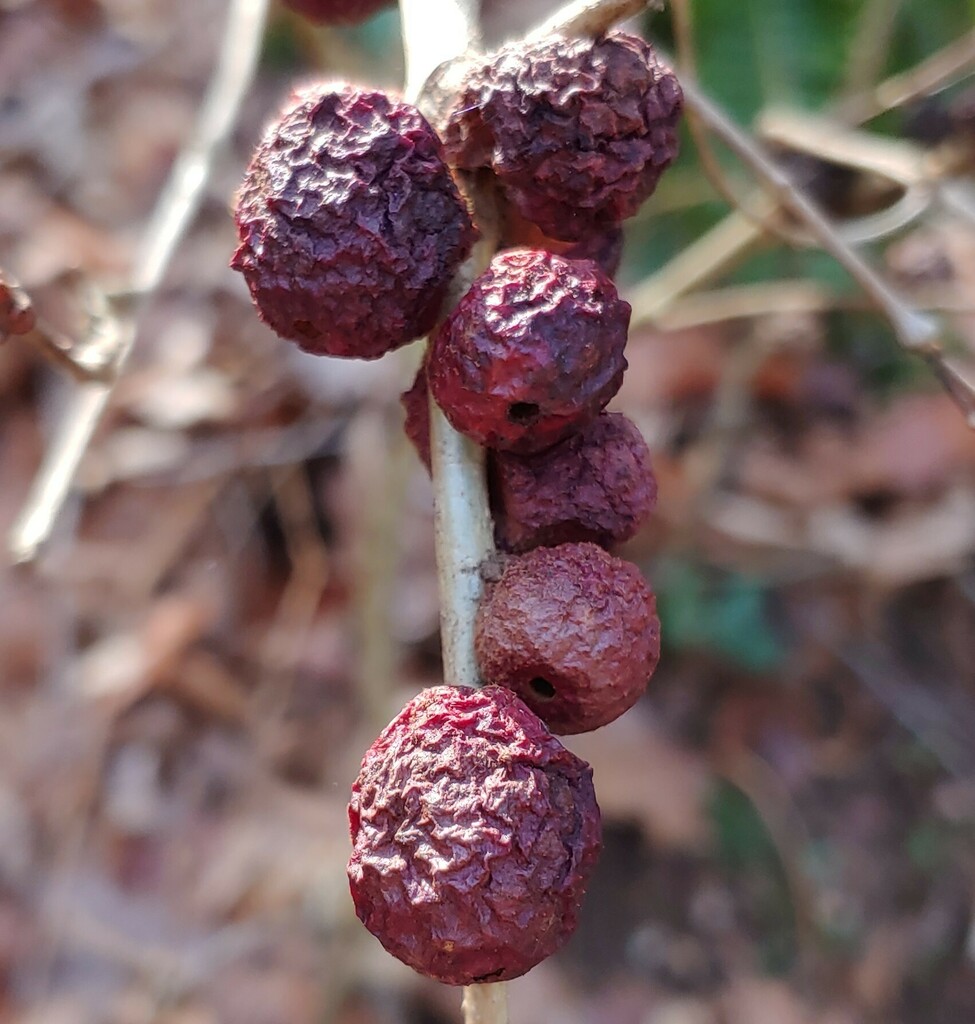 Globular root gall from Druid Hills, GA, USA on January 11, 2024 at 11: ...
