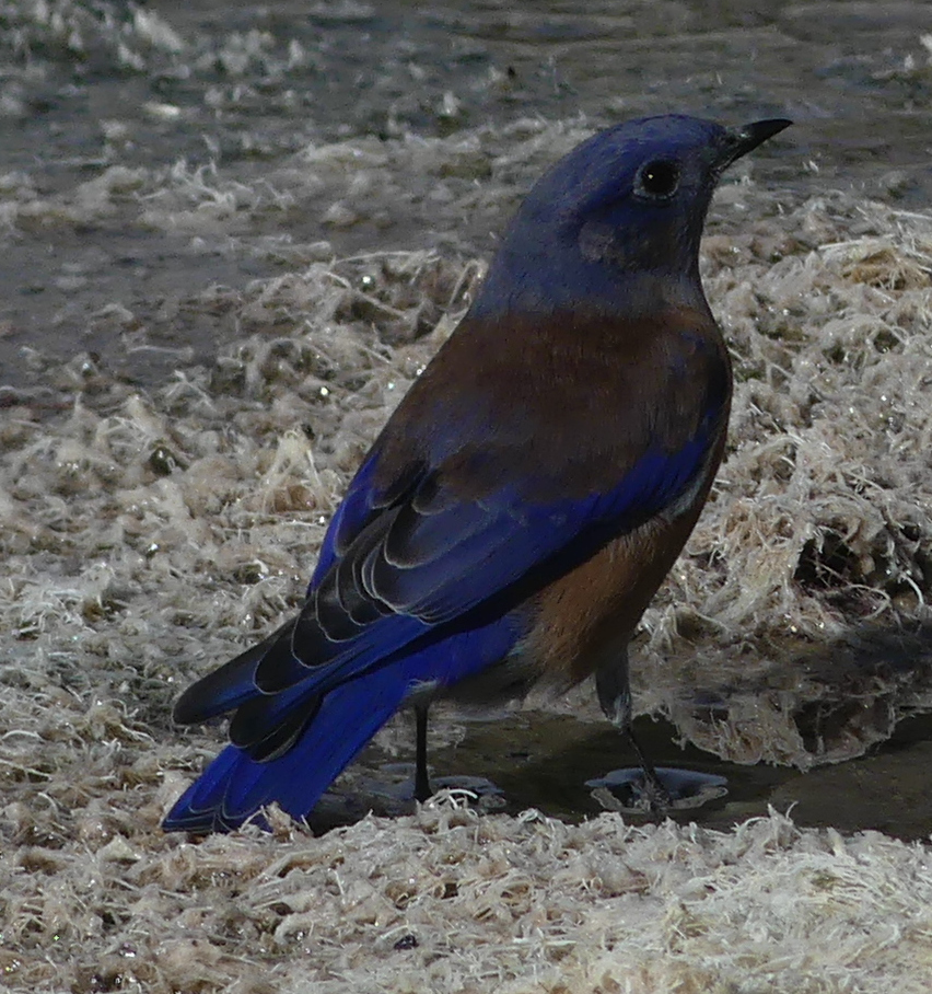 Western Bluebird from Lincoln County, NV, USA on November 13, 2023 at ...