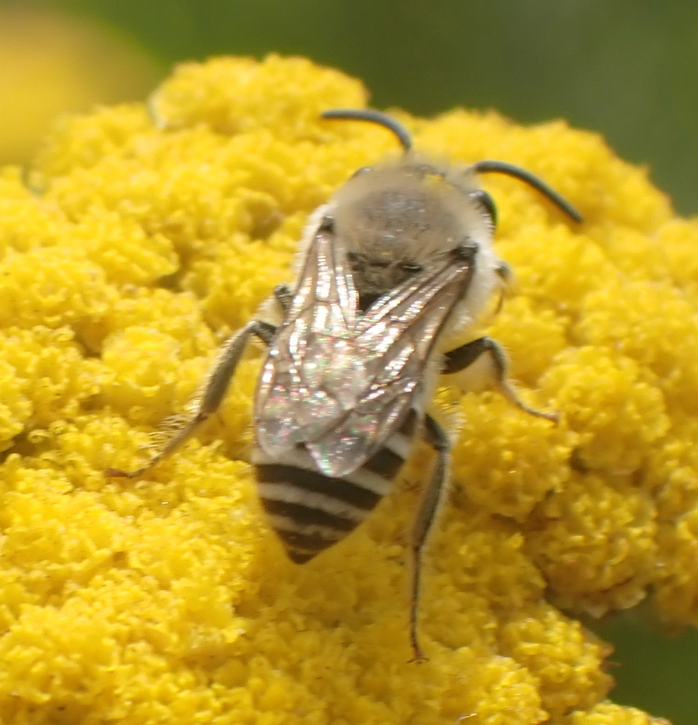 Bees from Simbavati Fynbos on Sea, Garden Route District Municipality ...