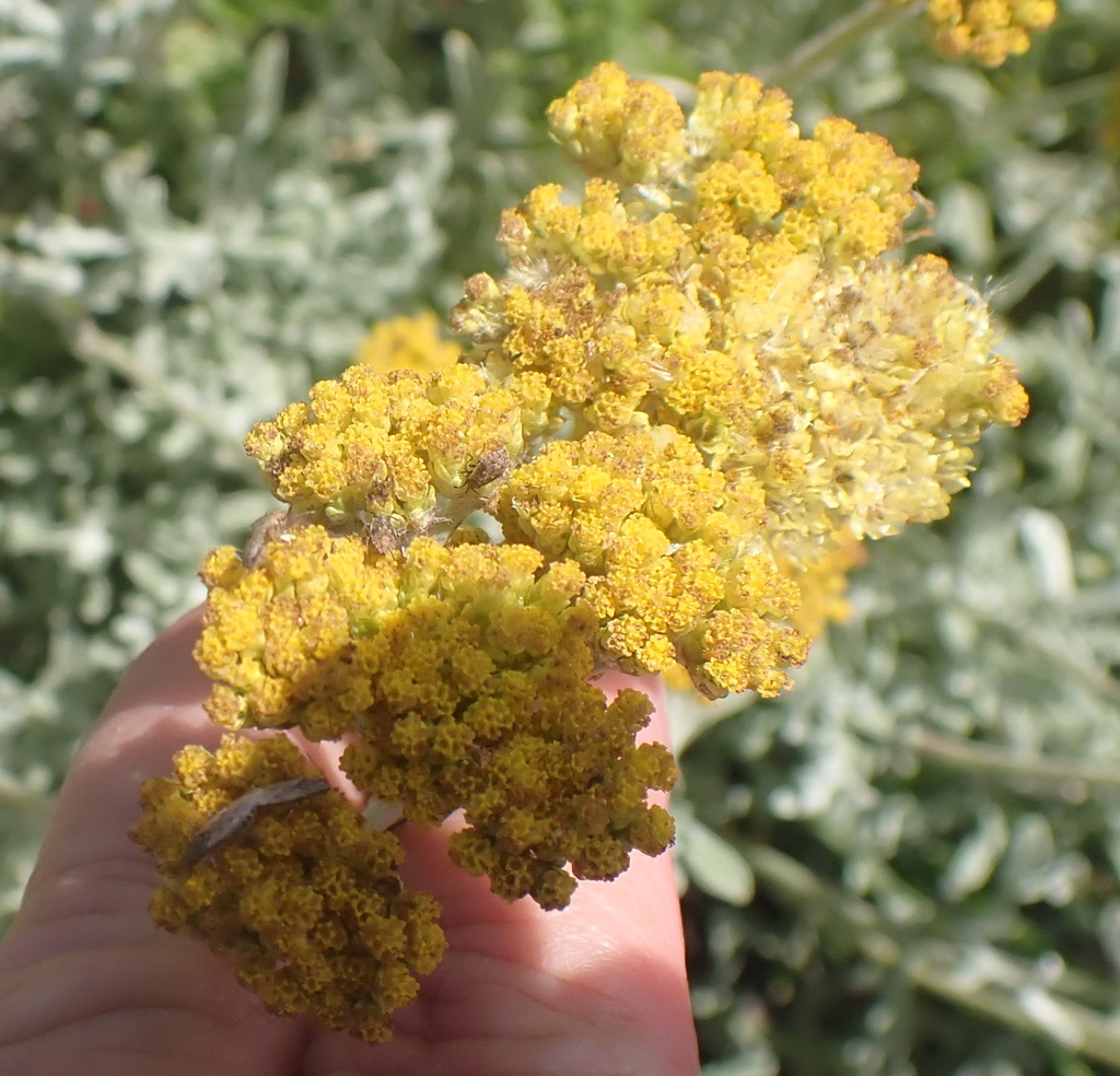 Kooigoed Everlasting from Simbavati Fynbos on Sea, Garden Route ...