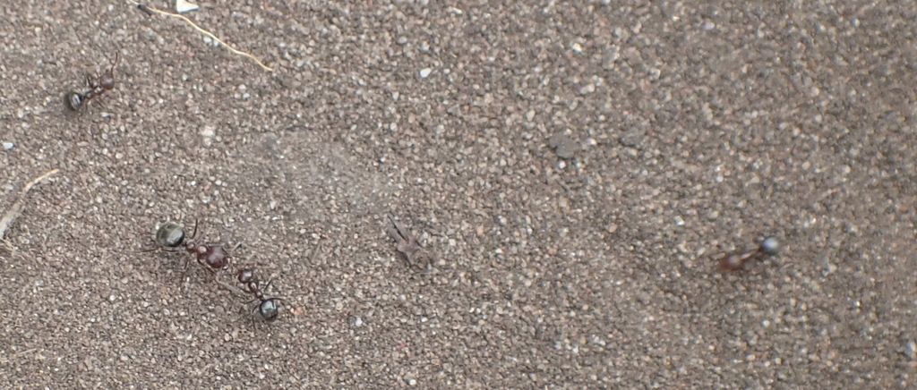 Small pugnacious ant from Simbavati Fynbos on Sea, Garden Route ...