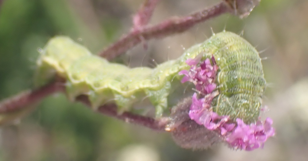 Cotton Bollworm Moth from Simbavati Fynbos on Sea, Garden Route ...